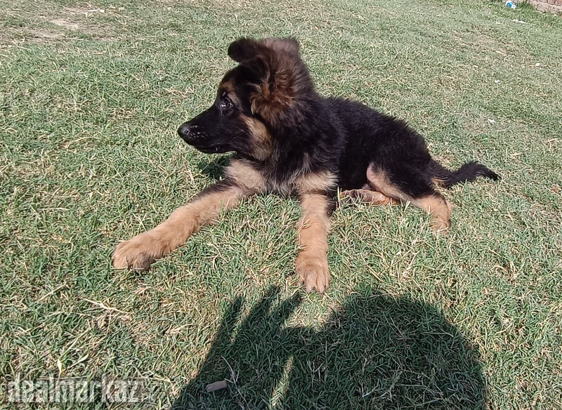 Double coat German shepherd - 190058 - Dogs in Mian Channu - DealMarkaz.pk