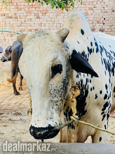Bail/Bull For Qurbani/Eid ul Azha || قربانی/عید الاضحی کے لیے بیل ...