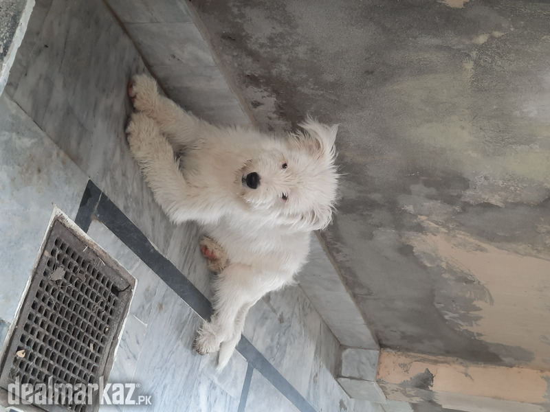 Russian. Large poodle long coat 6 months male - 195212 - Dogs in ...