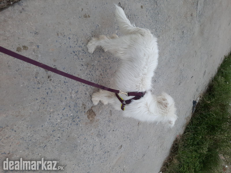 Russian. Large poodle long coat 6 months male - 195212 - Dogs in ...